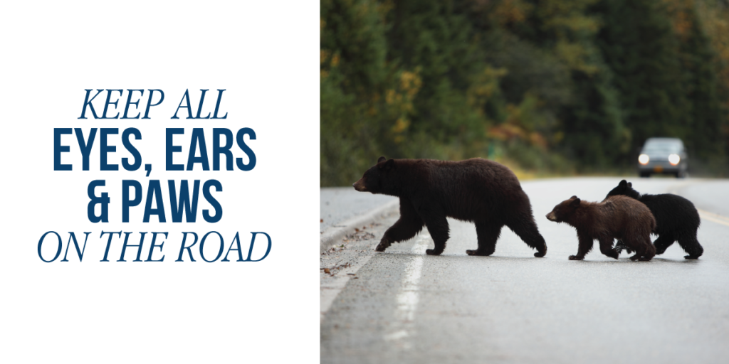 Watch the Road This Spring - AMSkier Insurance Agency